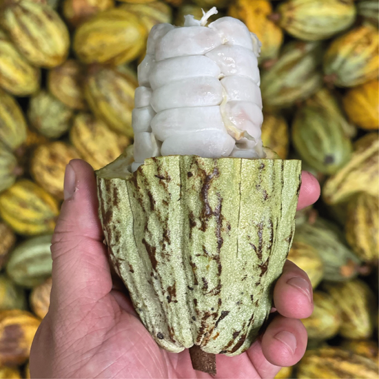 Atelier Mil534 | Chocolate Mexicano Artesanal – ATELIER 1534 CHOCOLATE